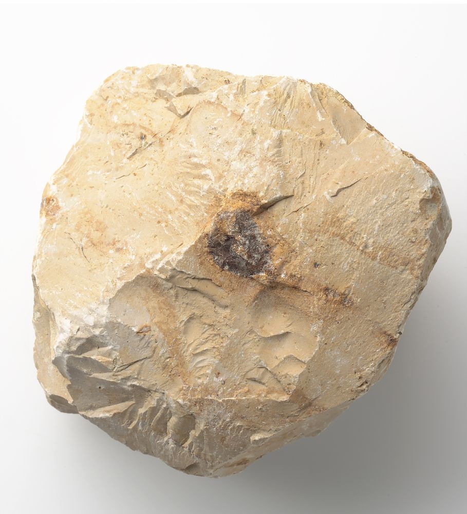 Mellikoner Kalkstein | Material-Archiv