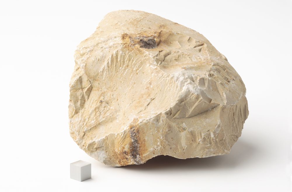 Mellikoner Kalkstein | Material-Archiv