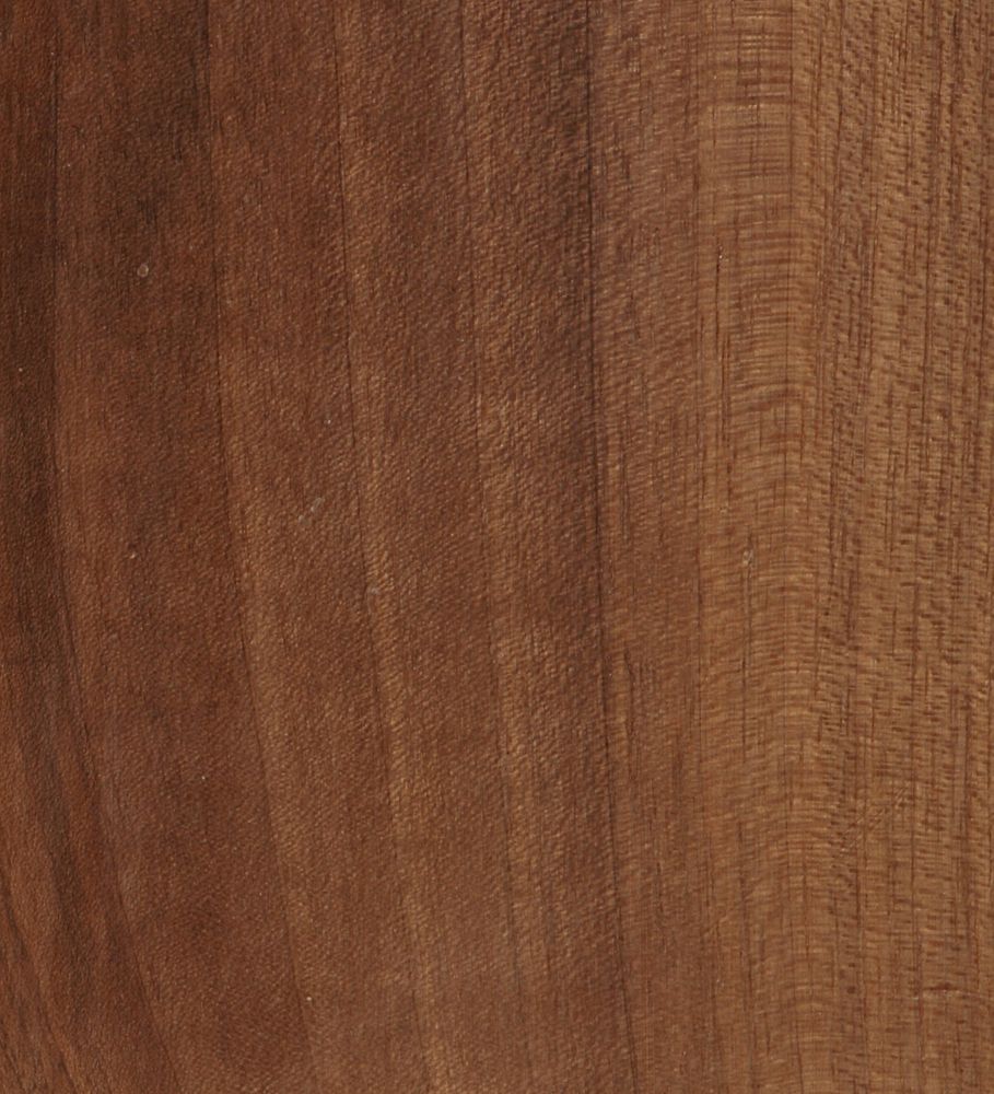 Nussbaum | Material-Archiv